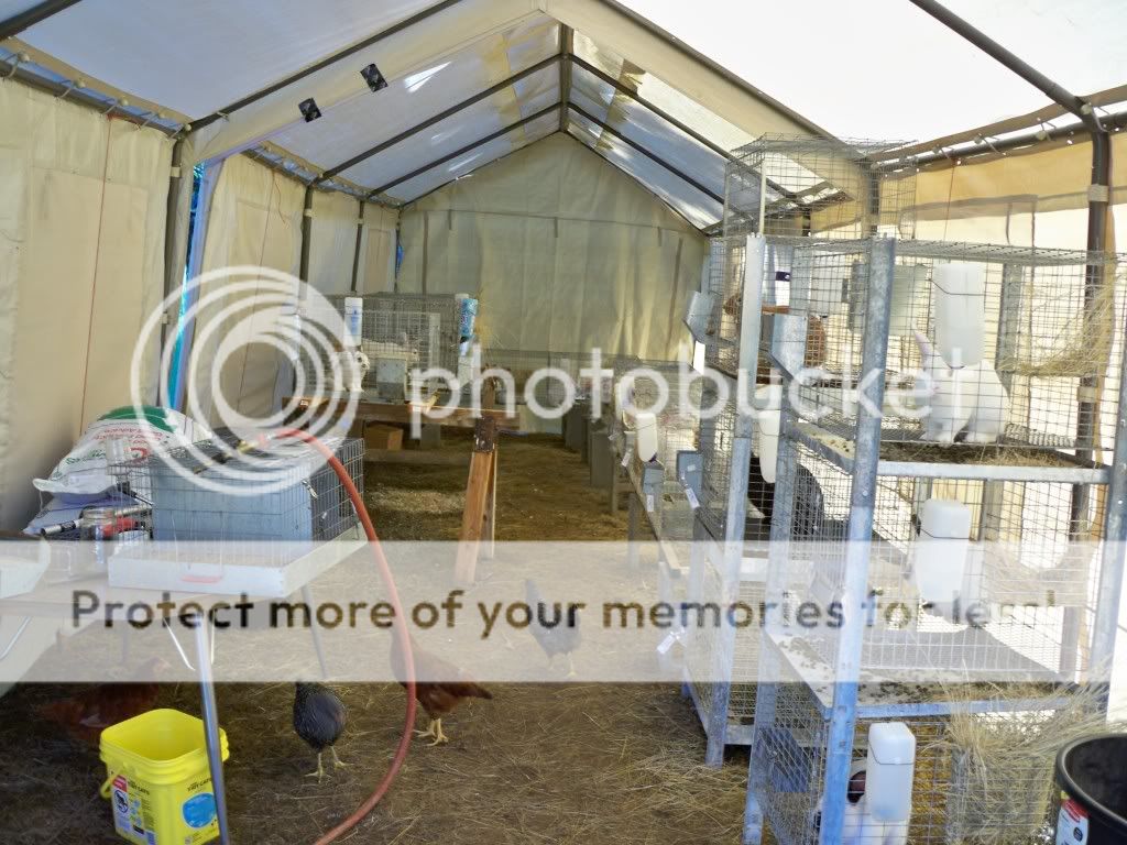 Setting up a rabbitry | Homesteading Forum