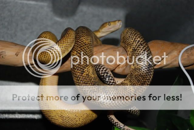 Kingsnake.com - Herpforum - A different Tree Boa
