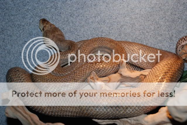 Corallus ruschenbergerii copulation | Reptile Forums